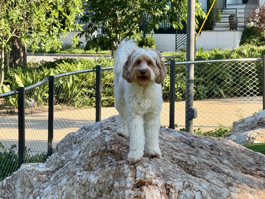 Daisy’s Tails of Cary: The Downtown Cary Dog Park - The Cary Report